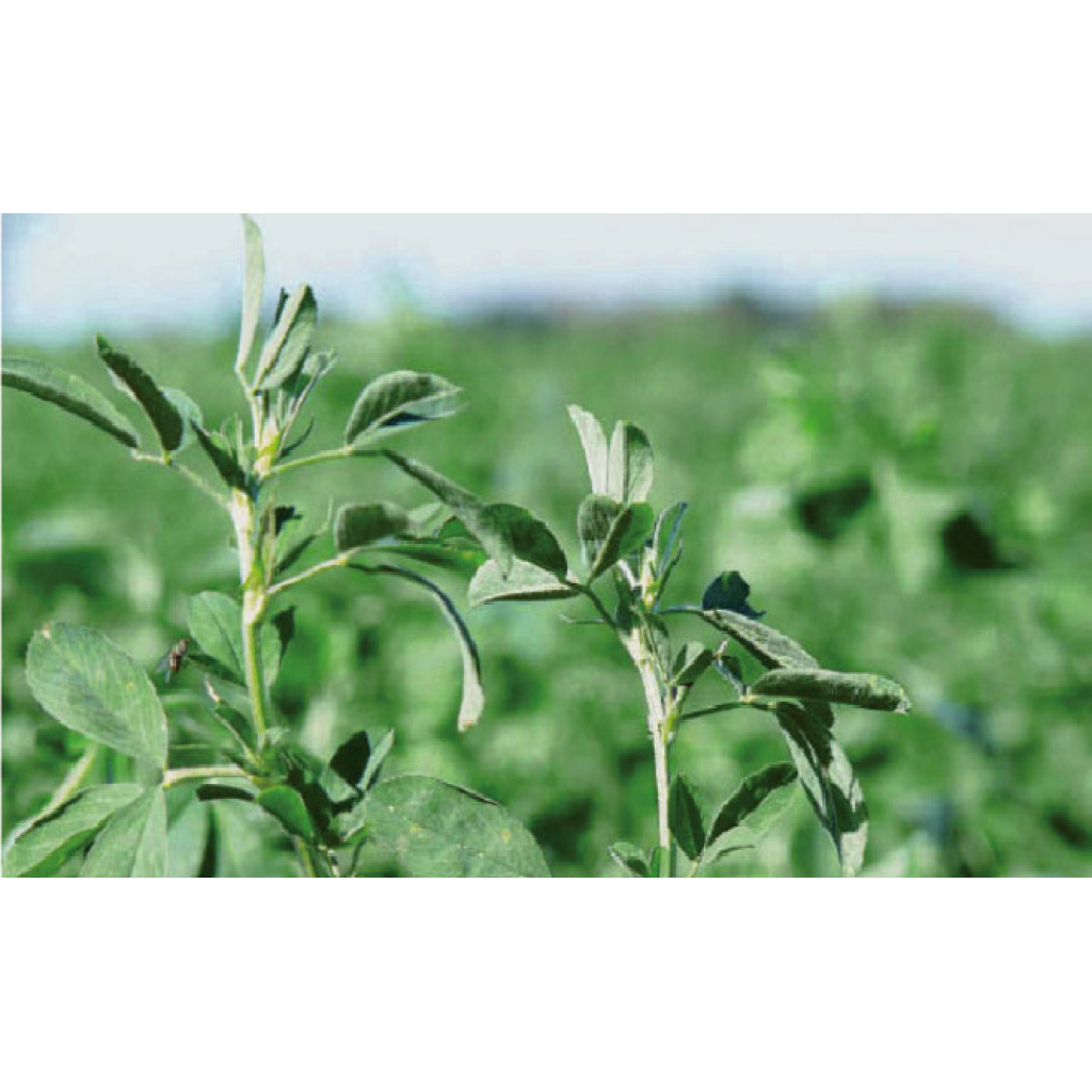 Alfalfa Cuf 101 – IMPULSEMILLAS