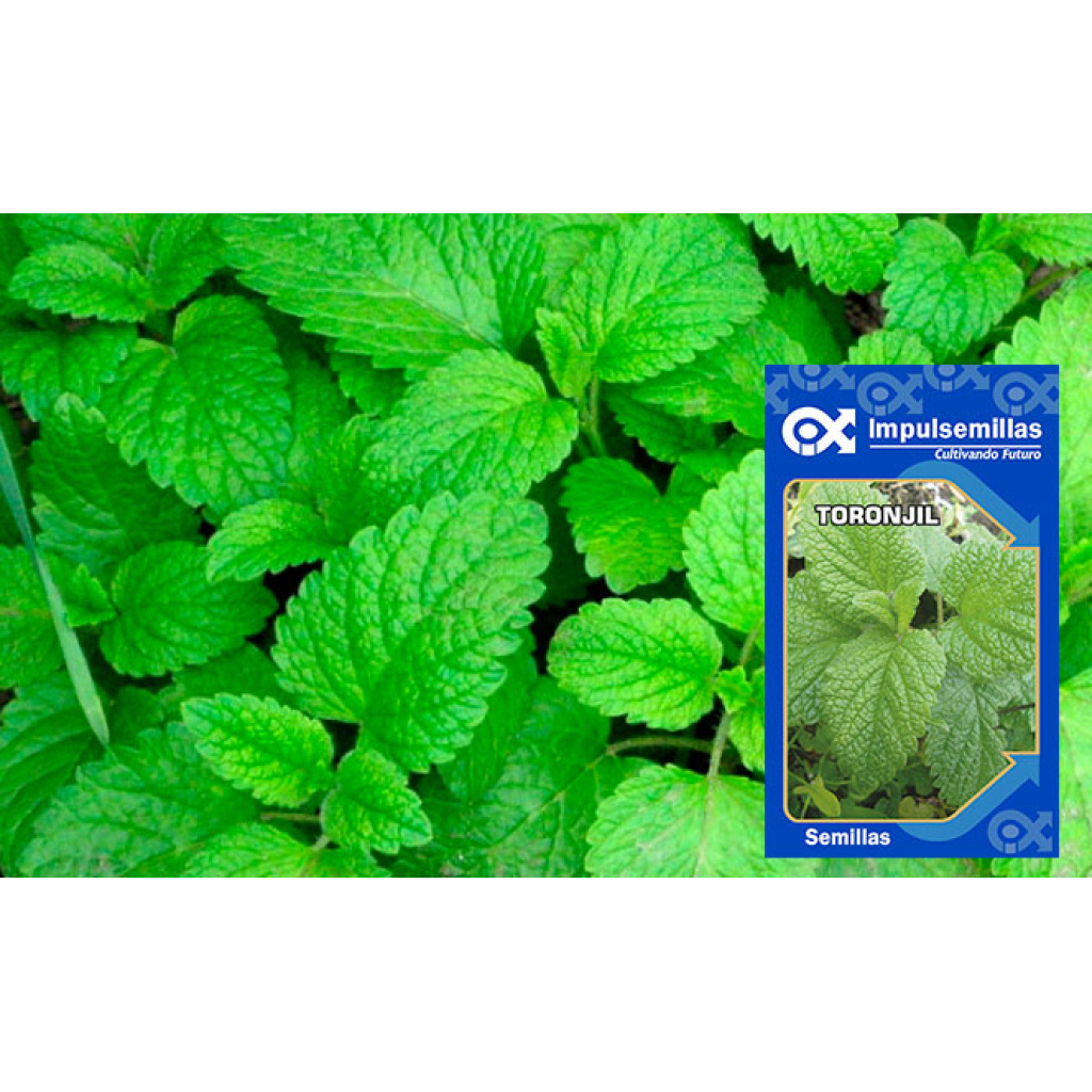 Toronjil – IMPULSEMILLAS