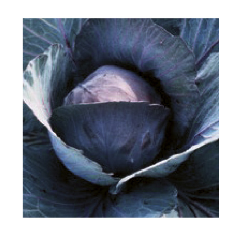 Repollo Híbrido RedSky F1 (Morado) – IMPULSEMILLAS