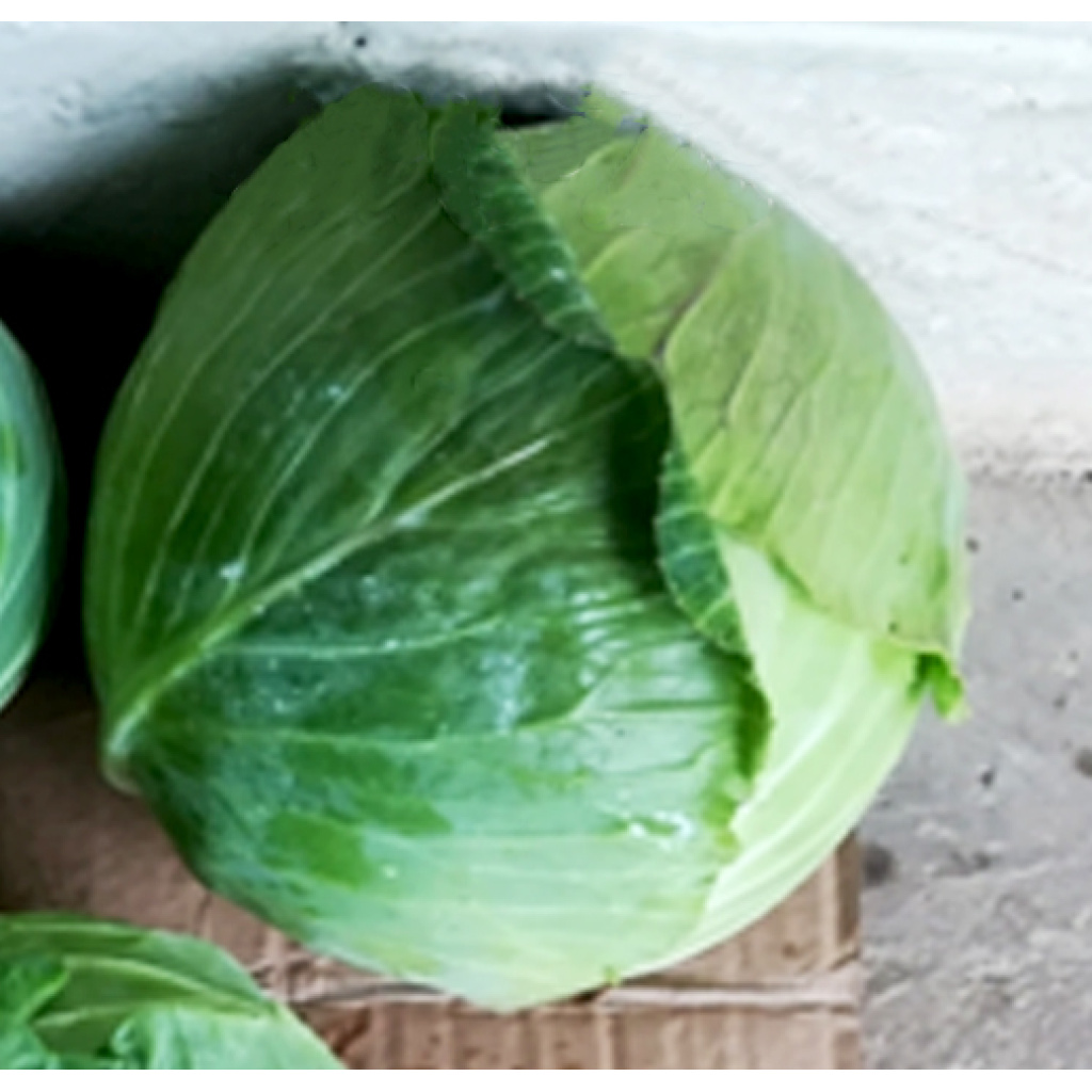 Repollo Hibrido Galaxy F1 – IMPULSEMILLAS