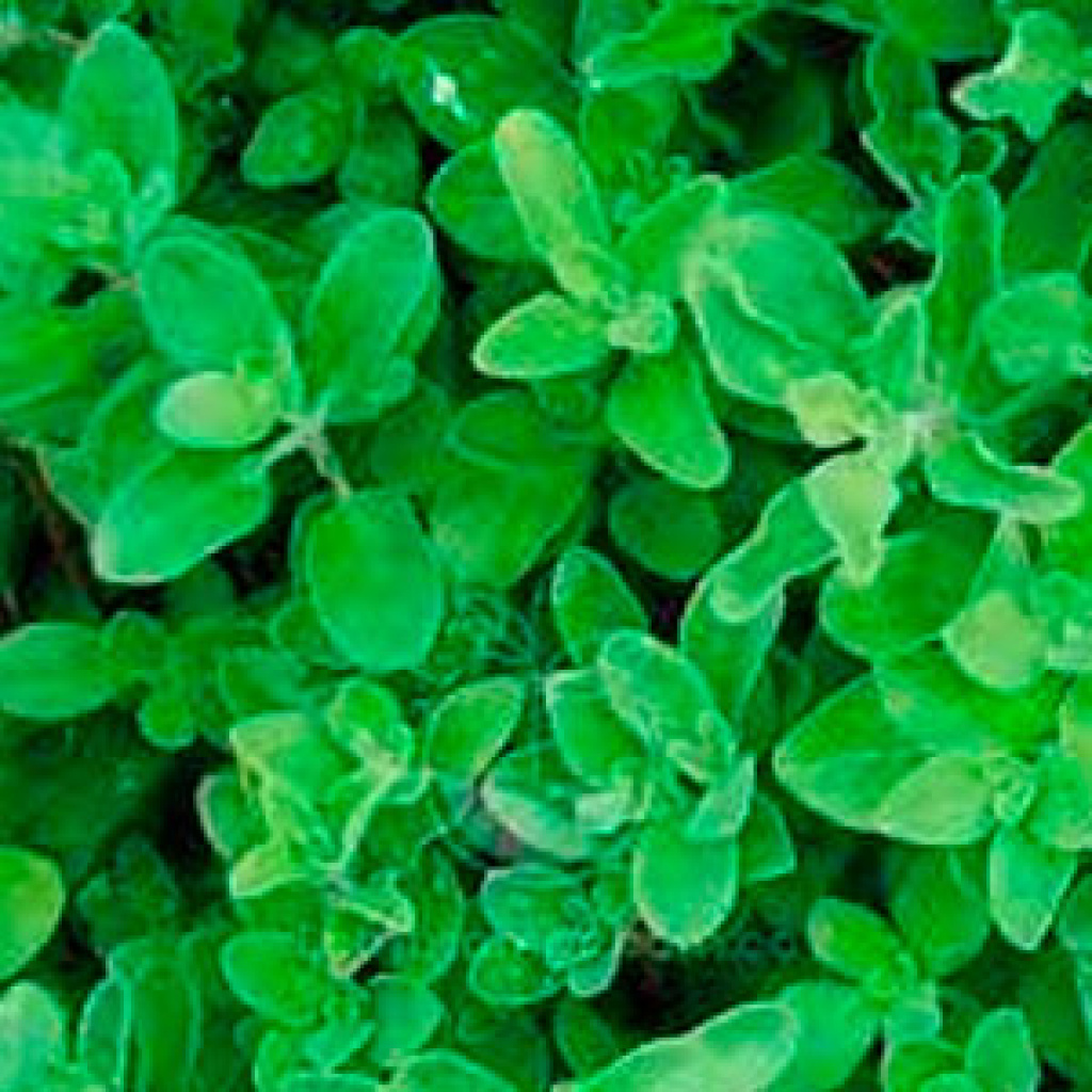 Mejorana Anual – IMPULSEMILLAS